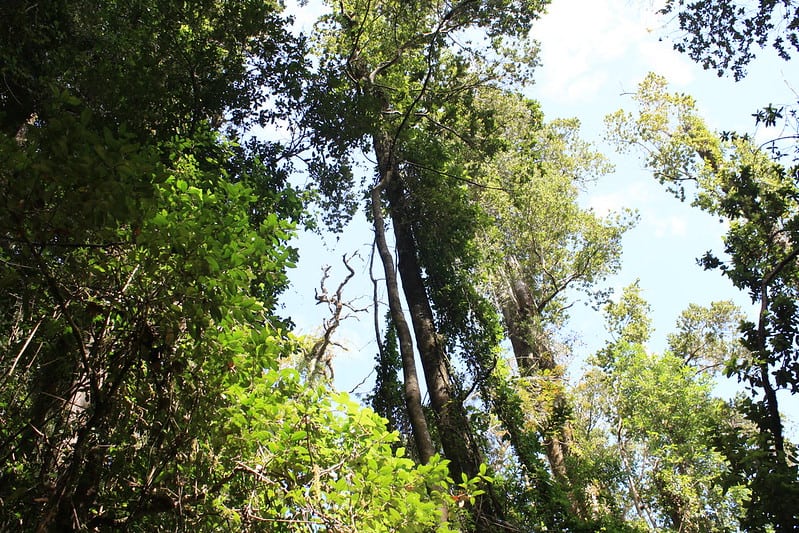 Explorando el Monumento Natural Contulmo: Un Tesoro Verde en Purén ...