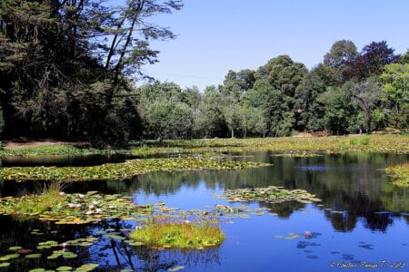 Explorando el Encanto Natural del Parque Saval en Valdivia - VisitarChile