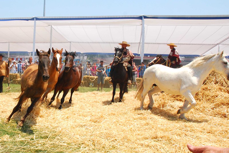 La Tradicional Fiesta de la Trilla a Yegua Suelta de Lautaro - VisitarChile